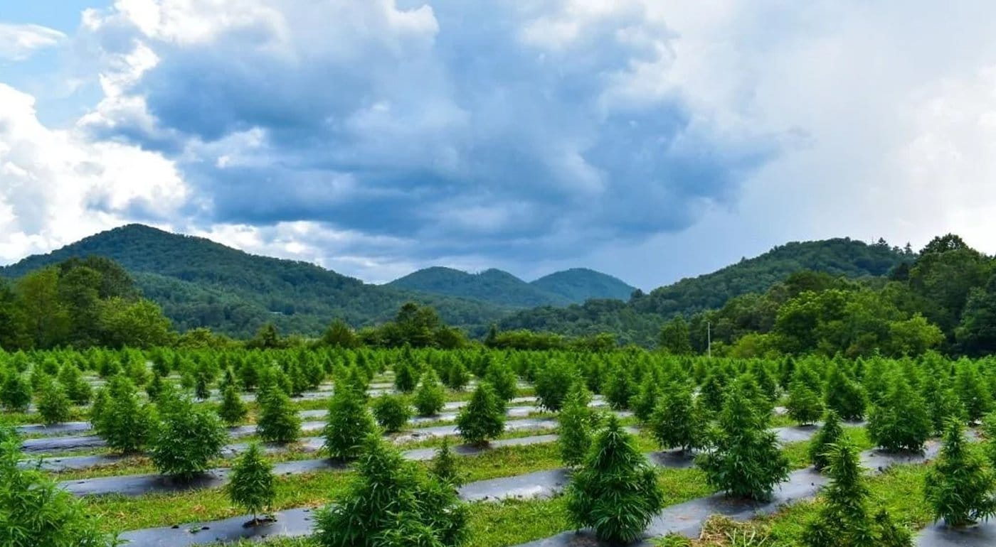 Hemp Farming Guide: Q & A with Appalachian Growers